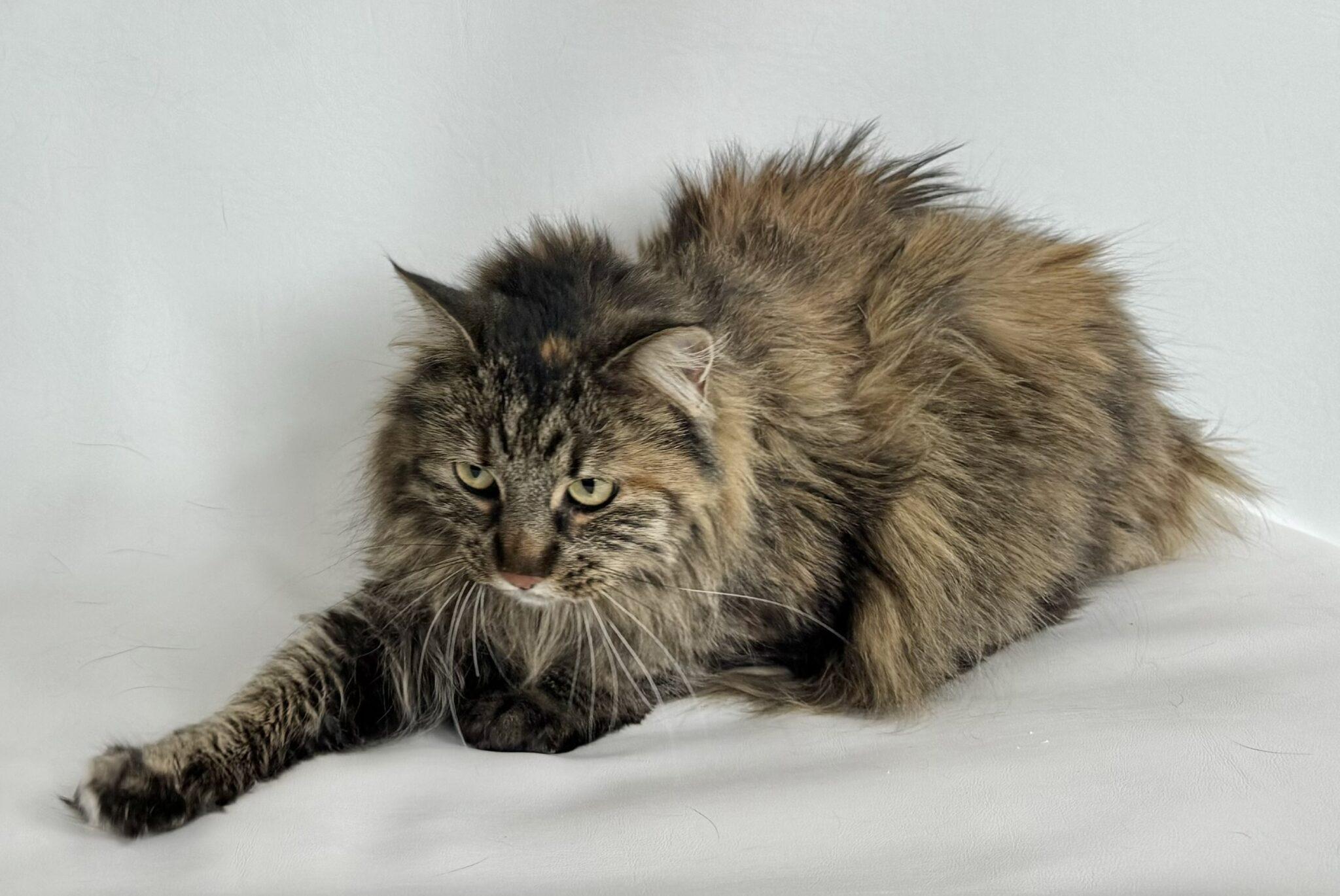 Stray & Surrender Applications – Beaverhead Animal Shelter