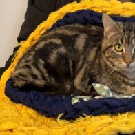 Available Cats – Beaverhead Animal Shelter